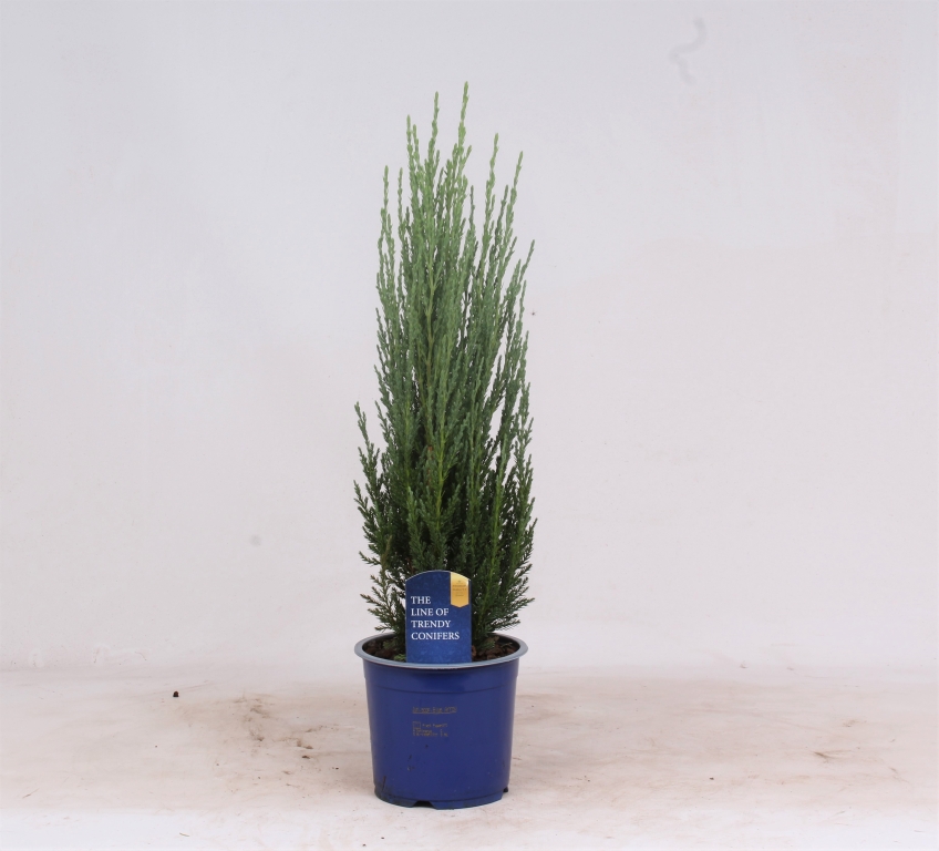 Colorado juniper "Blue Arrow" | Vrtni center MOGA