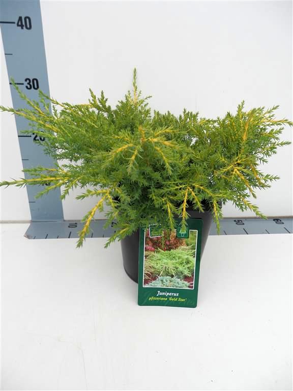 juniper "Gold Star" | Vrtni center MOGA