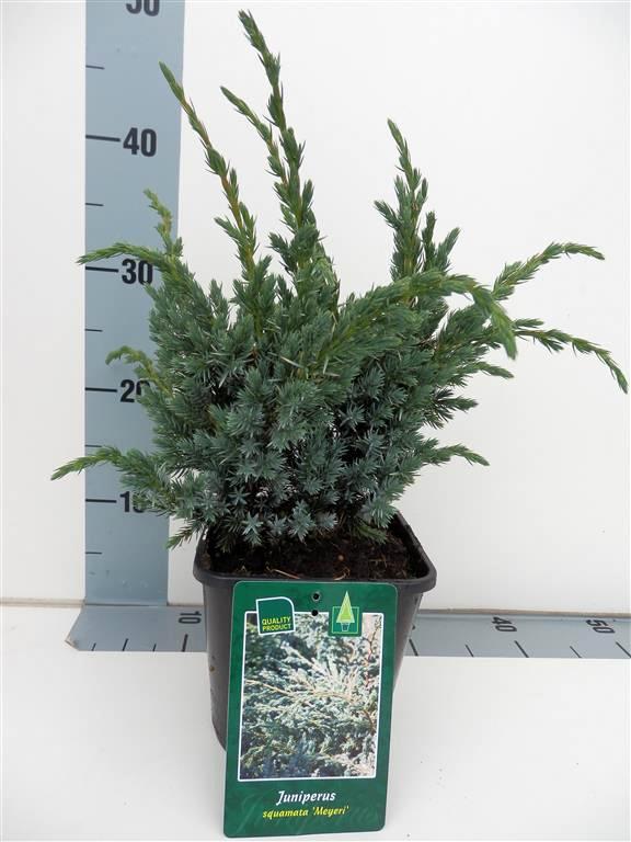 flaky juniper "Meyeri" | Vrtni center MOGA