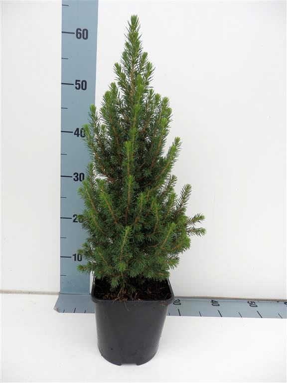 Picea glauca "Perfecta" | Vrtni center MOGA